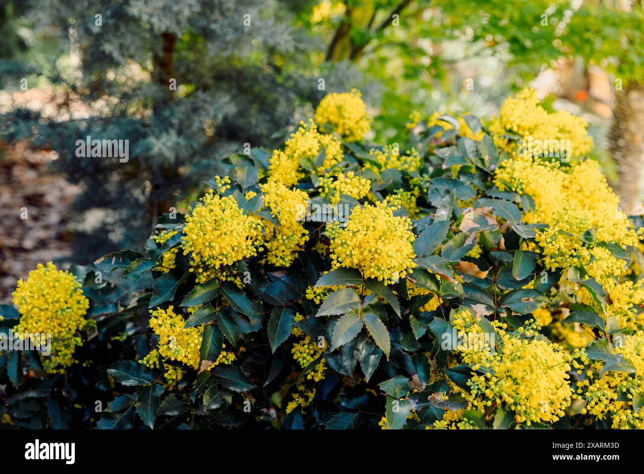 Oregon Grape with yellow flowers in spring time, close up view of ...