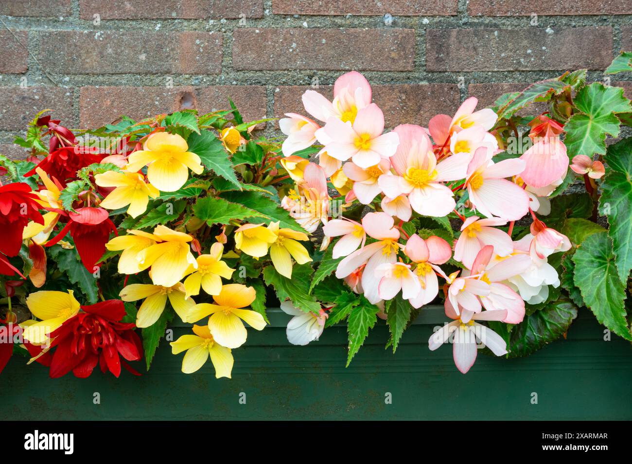 Beautiful multicolored tuberous begonia flowers hang from a container ...
