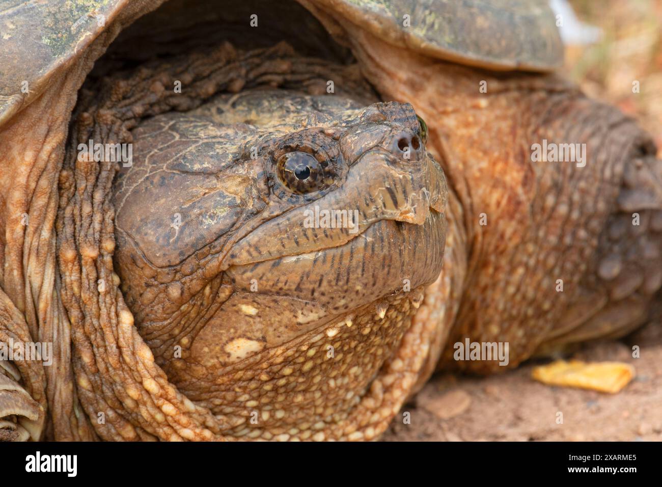 Common snapping turtle (Chelydra serpentina), Stanley Quarter Park, New ...
