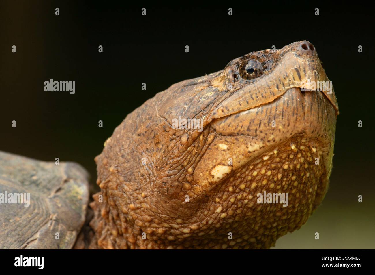 Common snapping turtle (Chelydra serpentina), Stanley Quarter Park, New ...