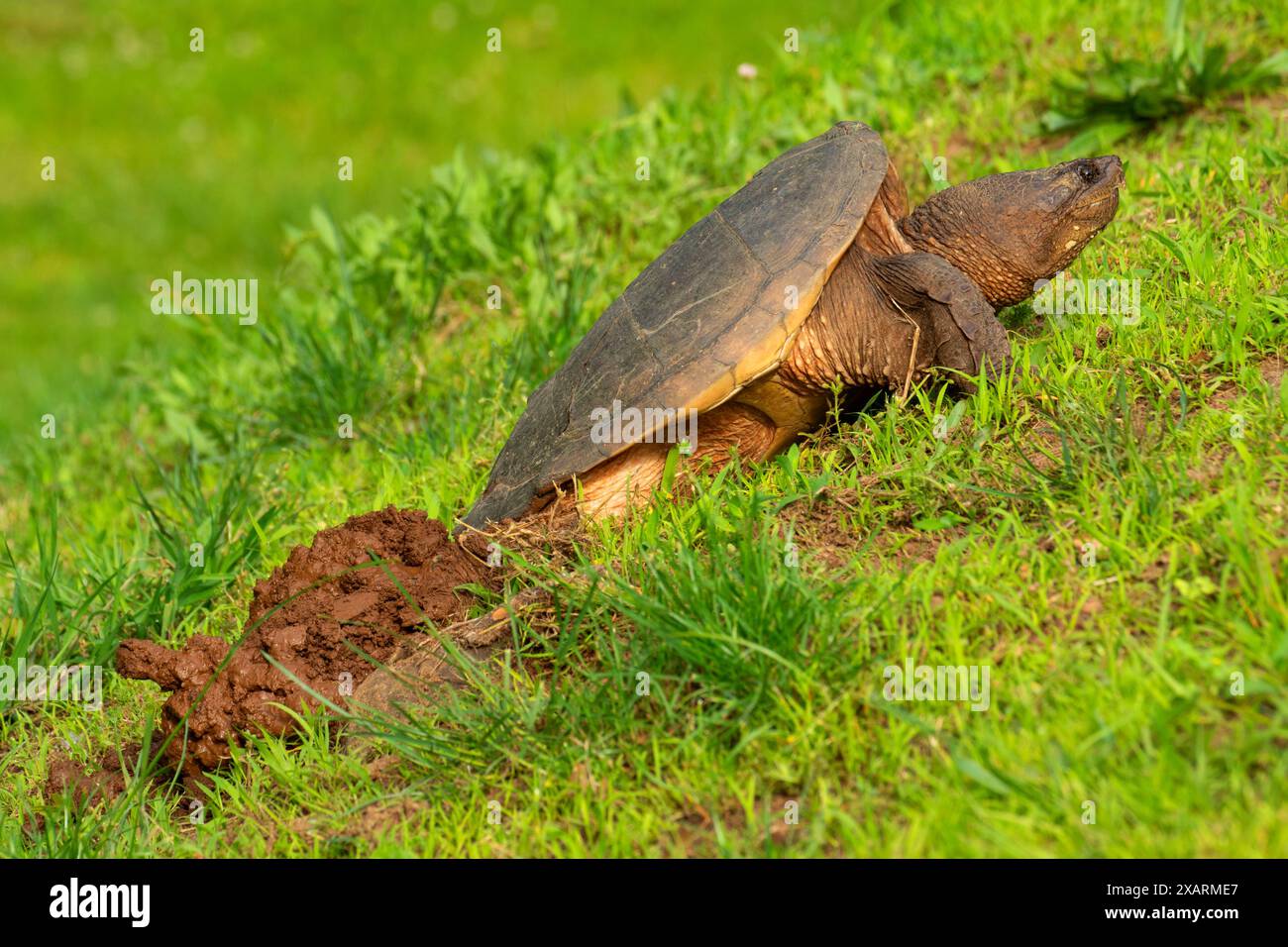 Common snapping turtle (Chelydra serpentina), Stanley Quarter Park, New ...