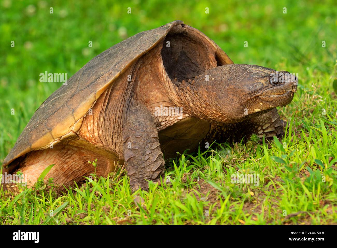Common snapping turtle (Chelydra serpentina), Stanley Quarter Park, New ...