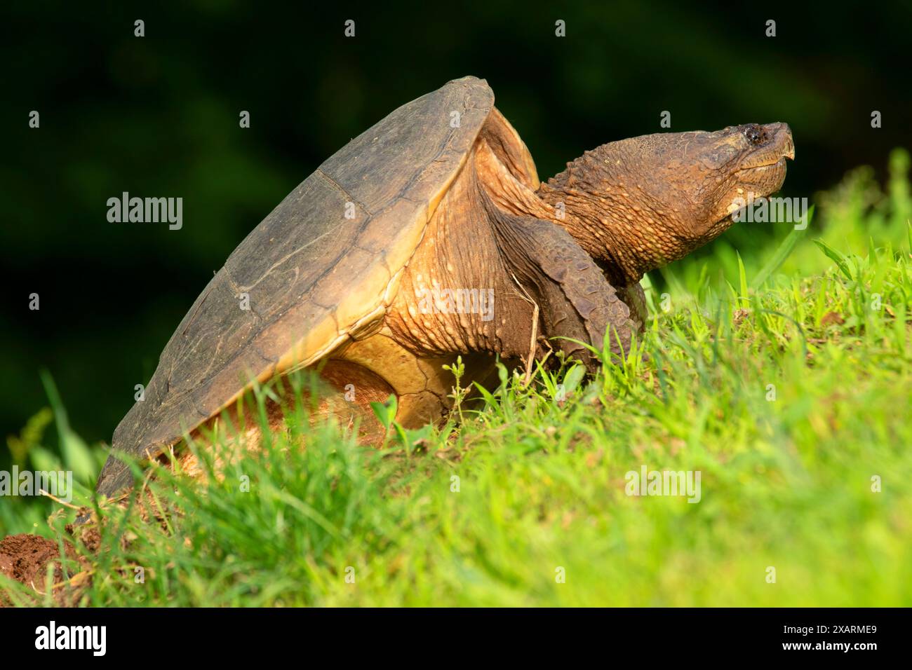 Common snapping turtle (Chelydra serpentina), Stanley Quarter Park, New ...