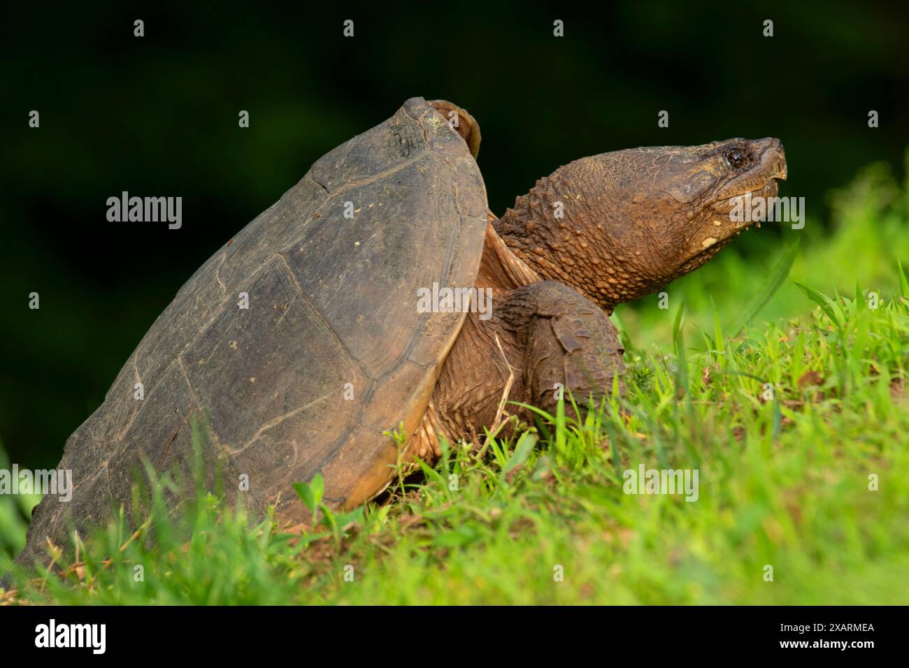 Common snapping turtle (Chelydra serpentina), Stanley Quarter Park, New ...