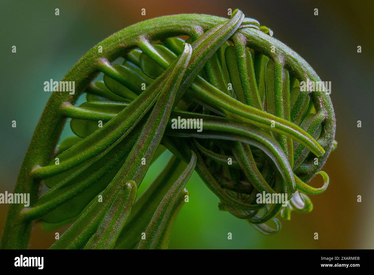Fern head hi-res stock photography and images - Alamy