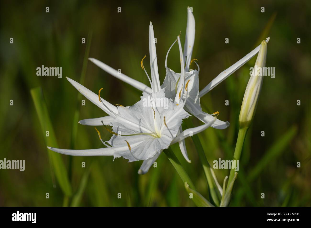 Alligatorlily, Lily, Amaryllidaceae Stock Photo - Alamy