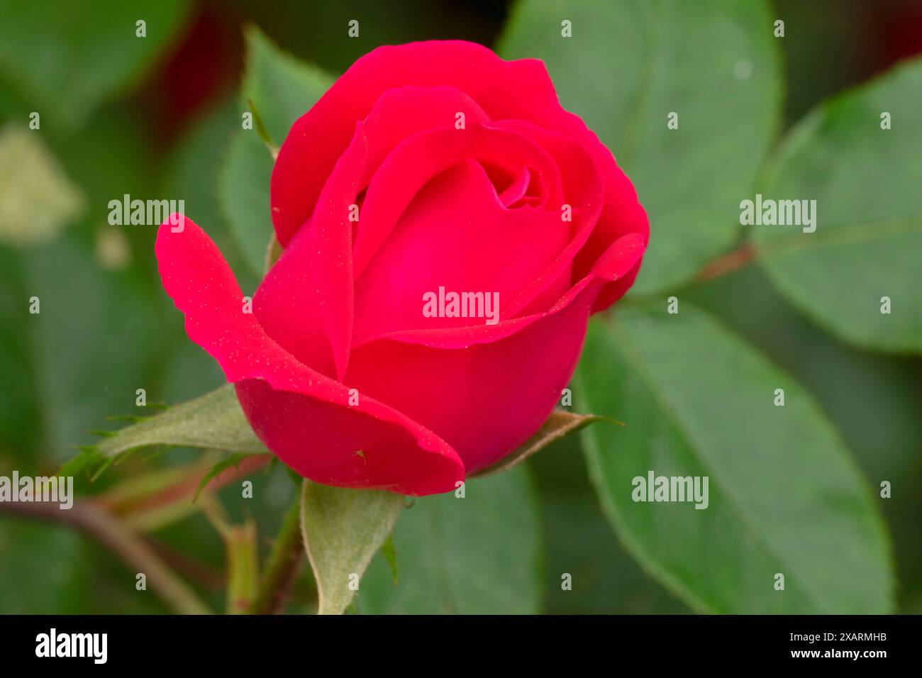 Rose of the west hi-res stock photography and images - Alamy