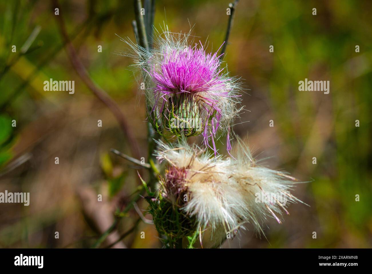 Field thistle hi-res stock photography and images - Alamy