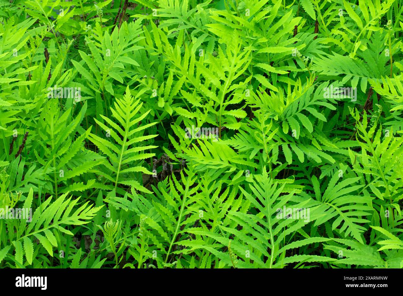 Sensitive fern (Onoclea sensibilis), West Hartford Reservoirs, West ...