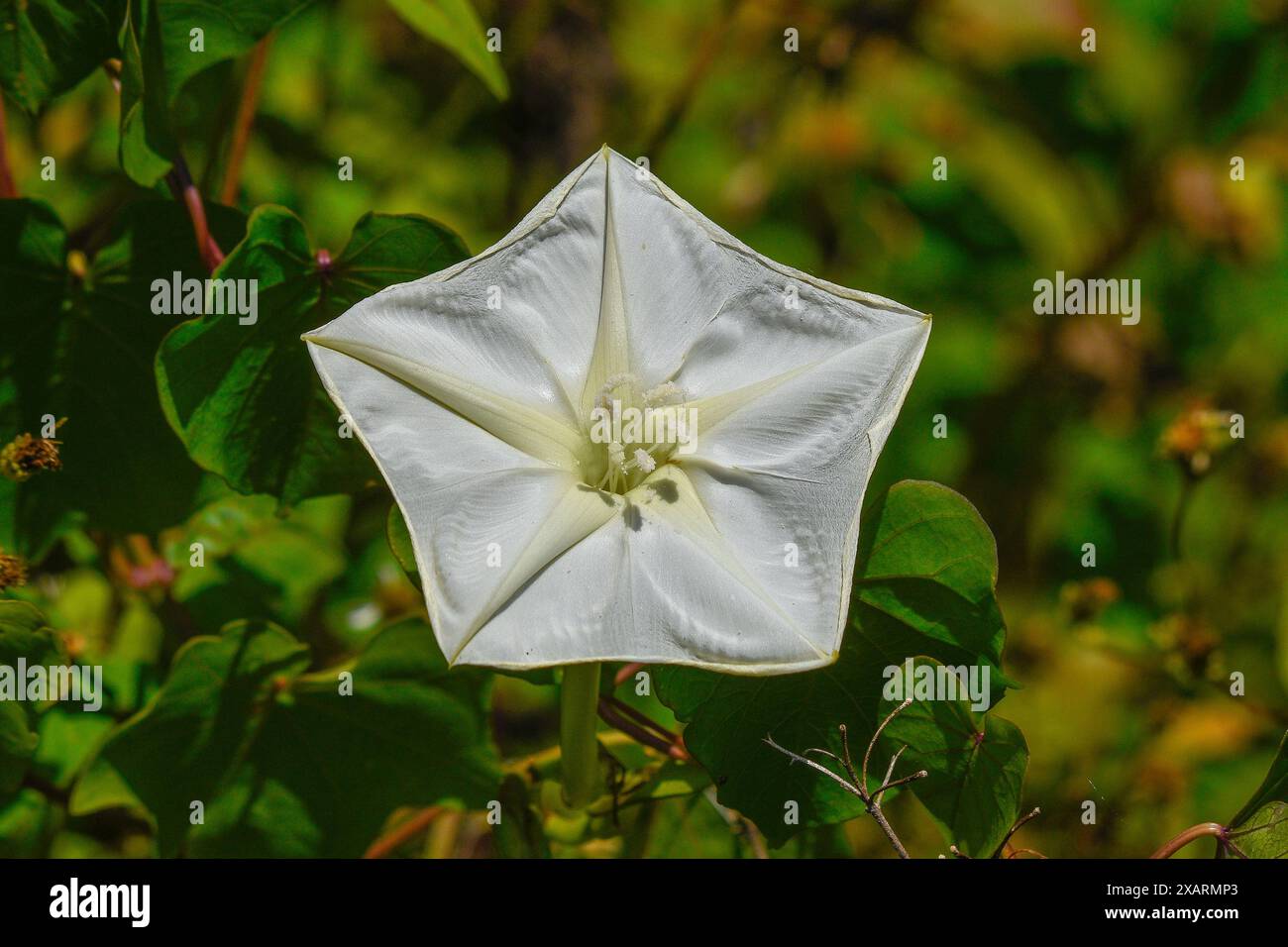 Moon Flower, Conolvulaceae Stock Photo - Alamy