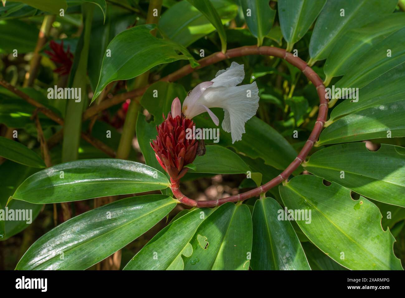 Cane Ginger, Costaceae, Costa Rica Flower Stock Photo - Alamy