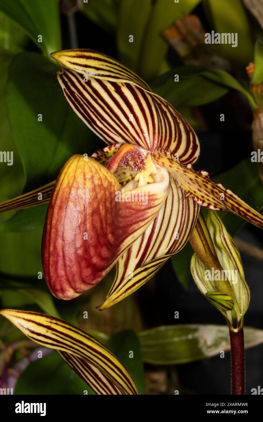 Rothschild's slipper orchid (Paphiopedilum rothschildianum), Cherry ...