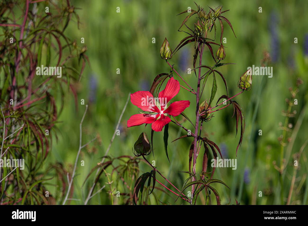 Hibiscus Coccineus Walter, Wild Hibiscus, Malvaceae Stock Photo - Alamy