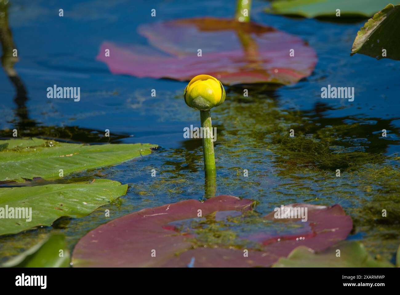 Spatterdock, Nuphar advena Stock Photo - Alamy