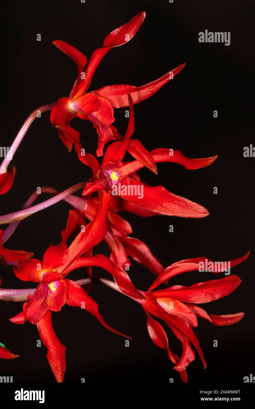 Lava flower hi-res stock photography and images - Alamy