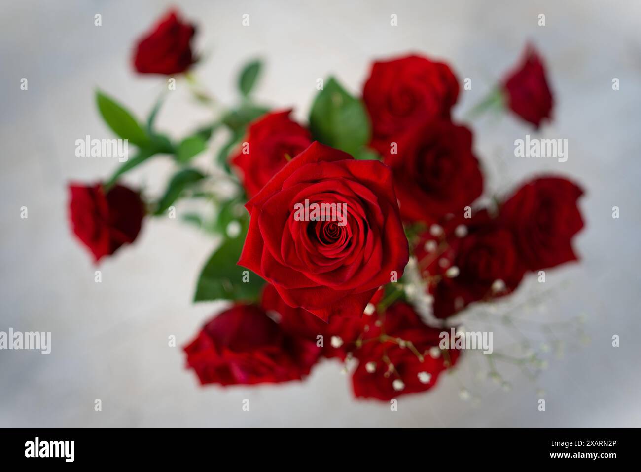 Valentines Day - Red Rosses Stock Photo - Alamy