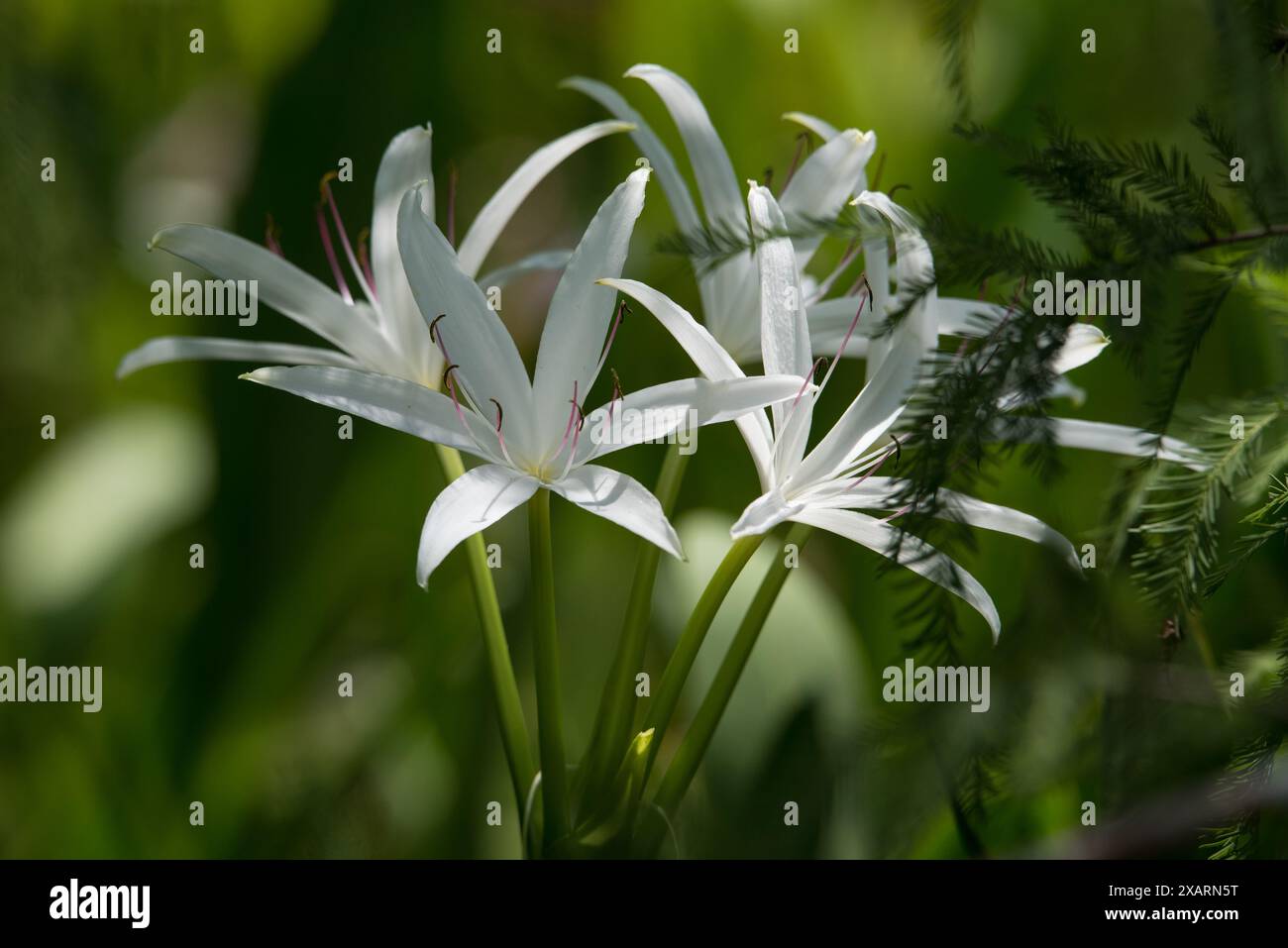 Wild Crinum Lily growing in the south Florida marsh Stock Photo - Alamy