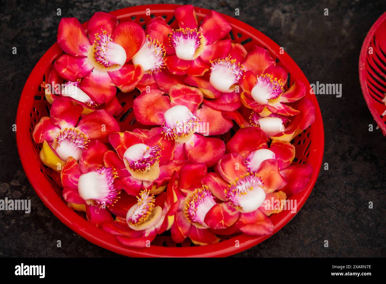 Close up big red flowers name cannonball tree or couroupita guianensis ...