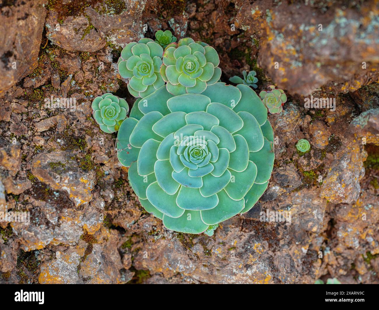 wild mountain succulents in the form of rosettes grow on the slope ...