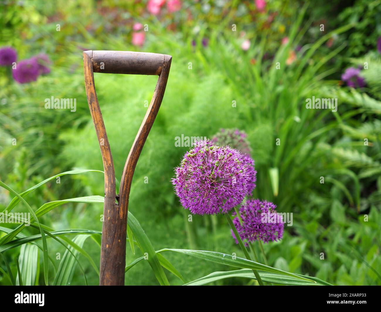 Ornamental alium flowers in an English Cottage Garden Stock Photo - Alamy