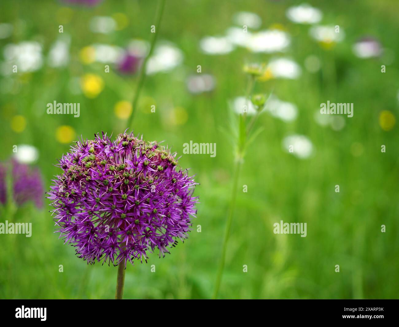 Ornamental alium flowers in an English Cottage Garden Stock Photo - Alamy