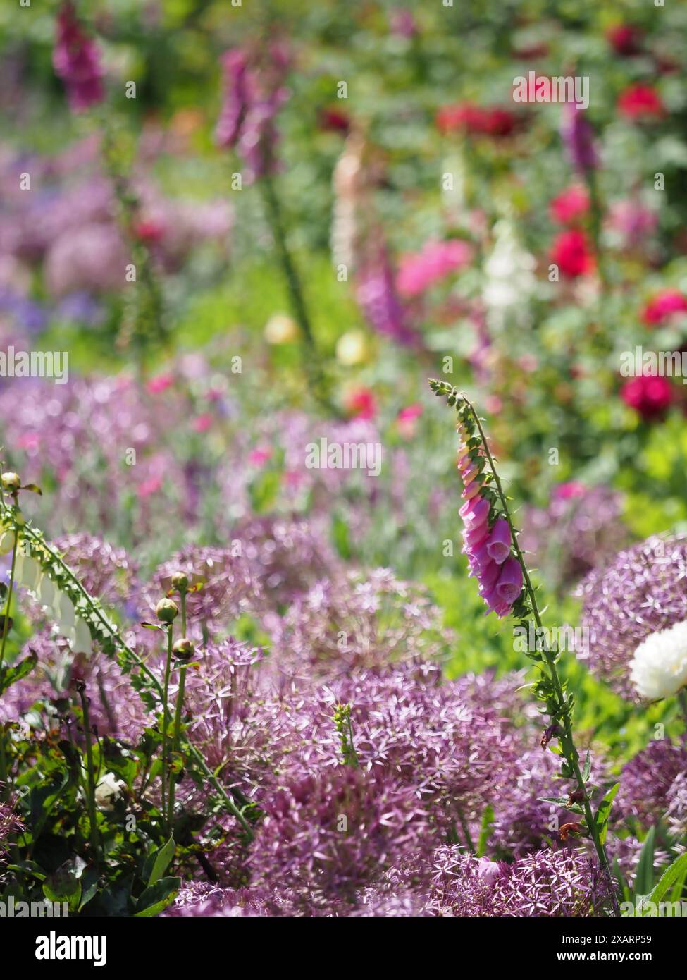English cottage garden flower border Stock Photo - Alamy