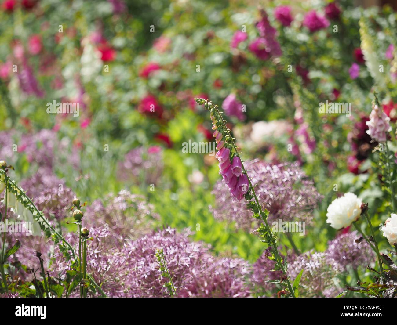 English cottage garden flower border Stock Photo - Alamy