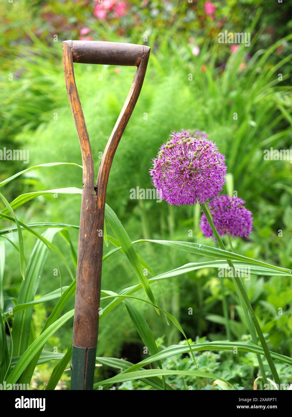 Ornamental alium flowers in an English Cottage Garden Stock Photo - Alamy