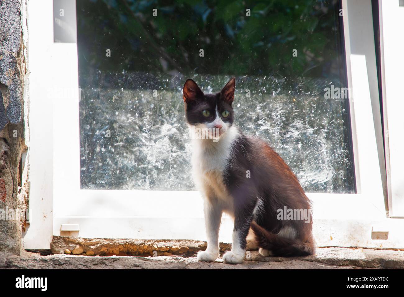 Cat watching outside hi-res stock photography and images - Alamy