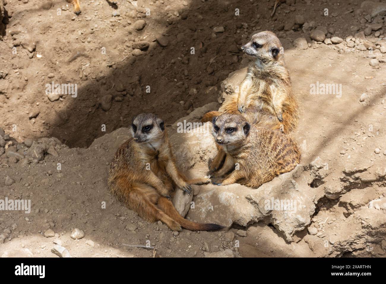 Suricatos sentados sobre la tierra en verano Stock Photo - Alamy