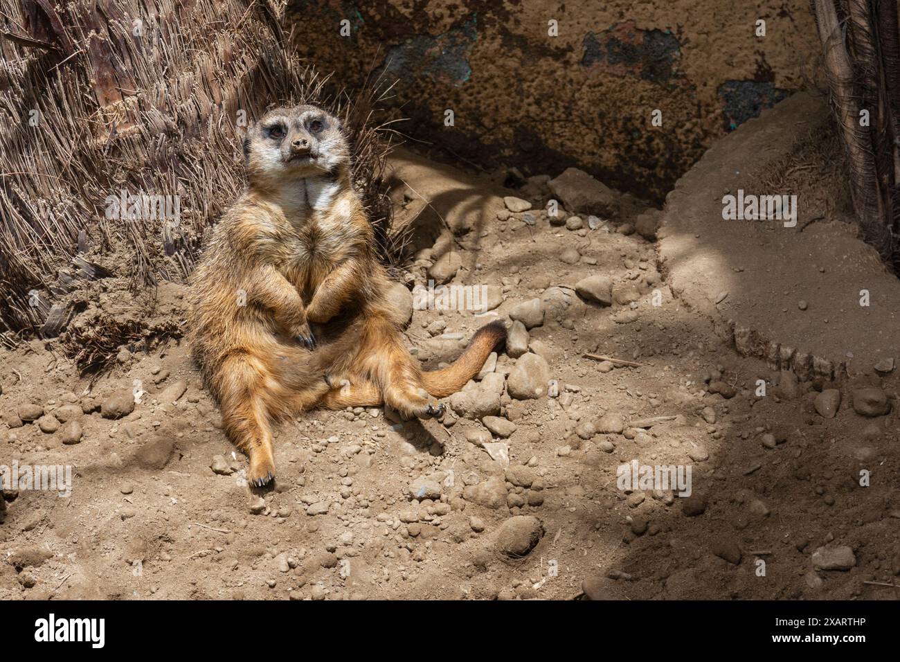 Suricatos sentados sobre la tierra en verano Stock Photo - Alamy
