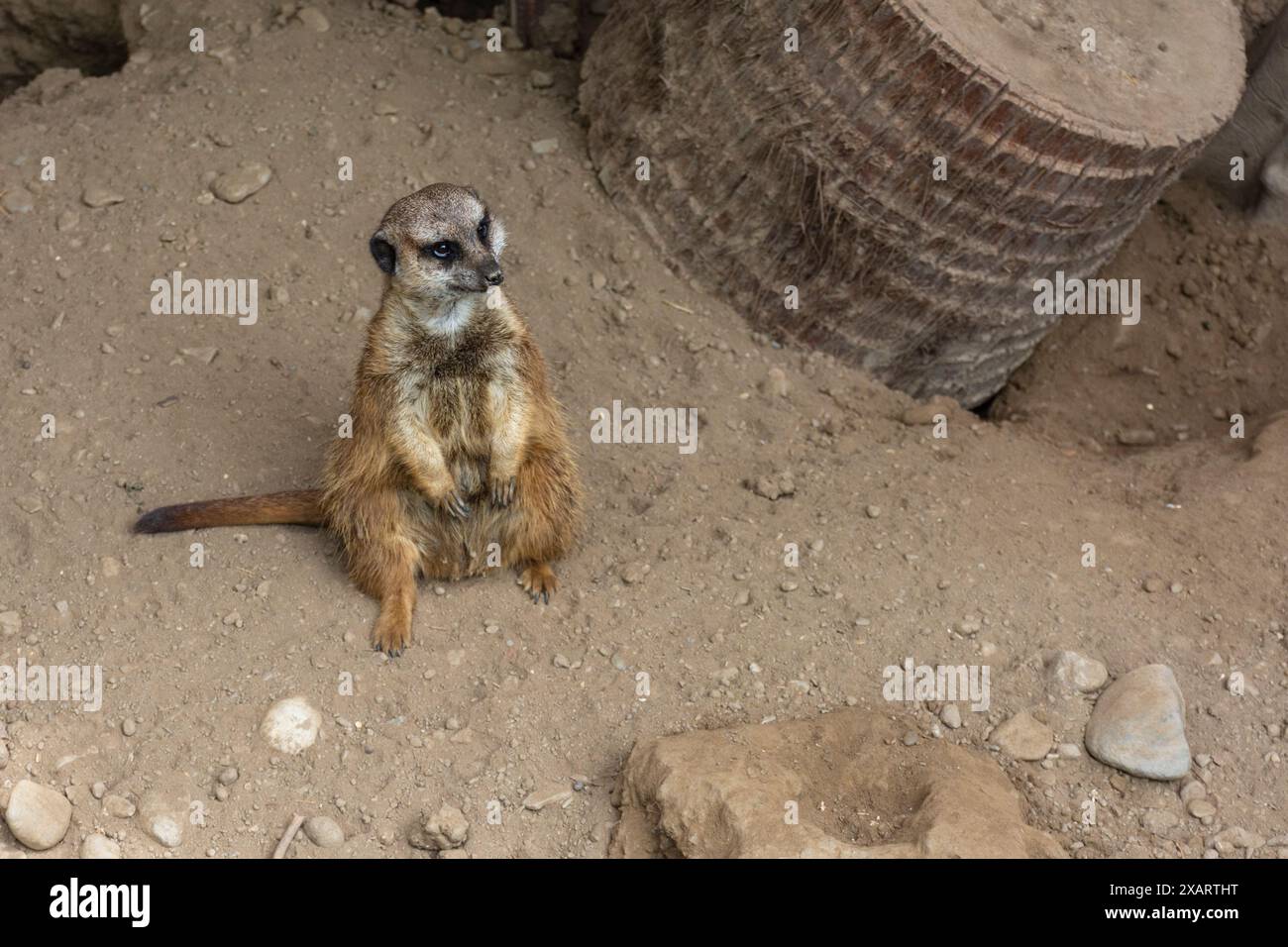 Suricatos sentados sobre la tierra en verano Stock Photo - Alamy