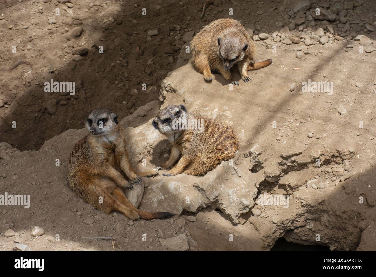 Suricatos sentados sobre la tierra en verano Stock Photo - Alamy