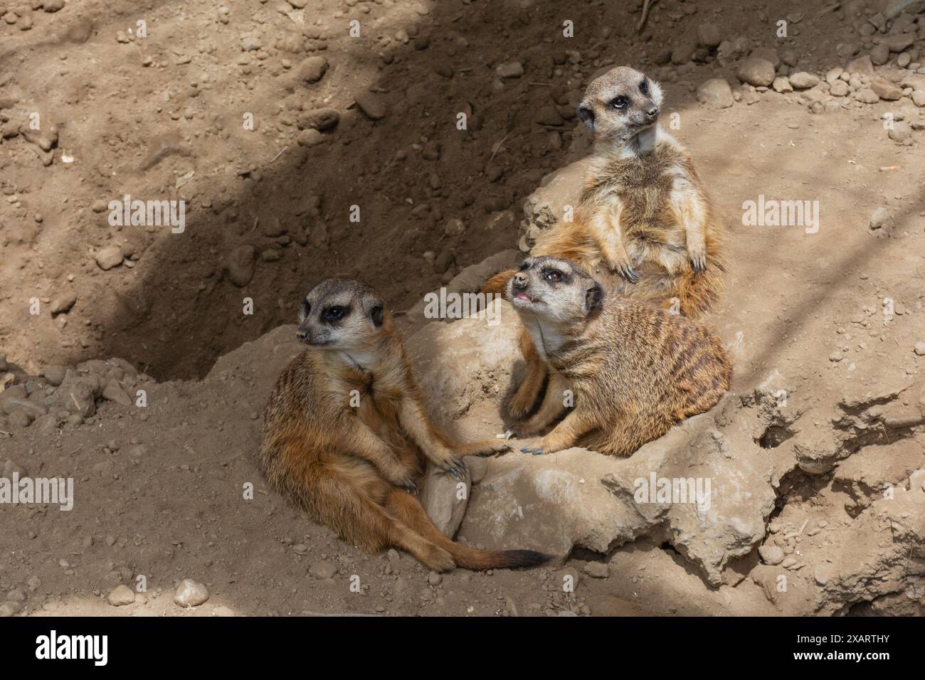 Suricatos sentados sobre la tierra en verano Stock Photo - Alamy