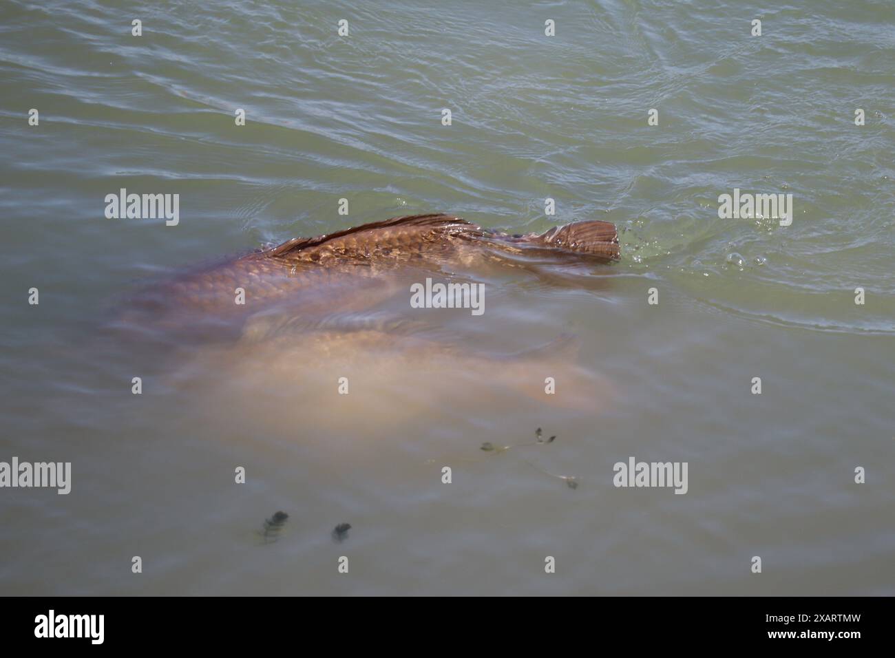 a Pair of Grass carp swimming in shallow Water Stock Photo - Alamy