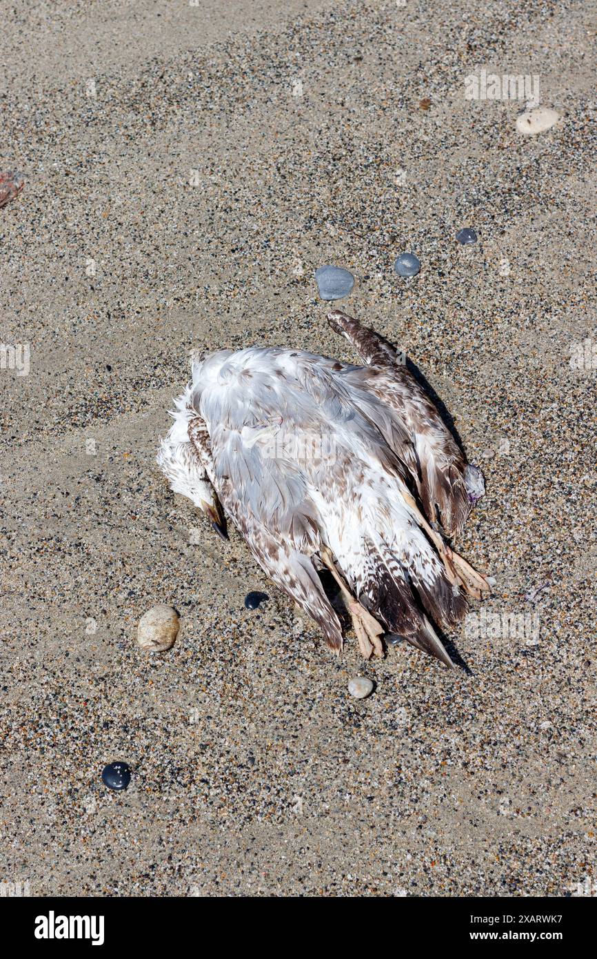 Sick seagull hi-res stock photography and images - Alamy