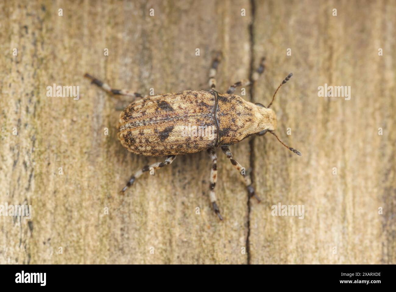 Marbled Fungus Weevil (Euparius marmoreus Stock Photo - Alamy