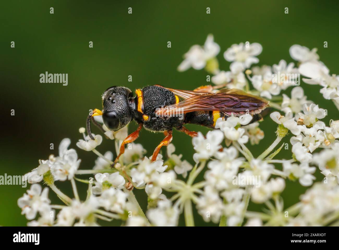 Crabronid Wasp (Ectemnius rufipes Stock Photo - Alamy