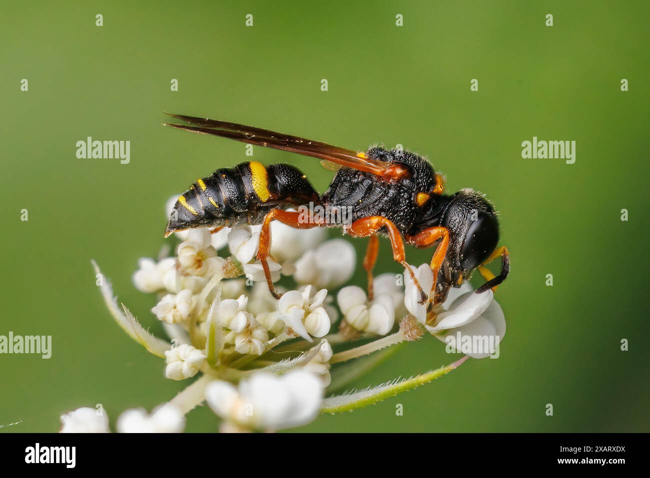Crabronid Wasp (Ectemnius rufipes Stock Photo - Alamy