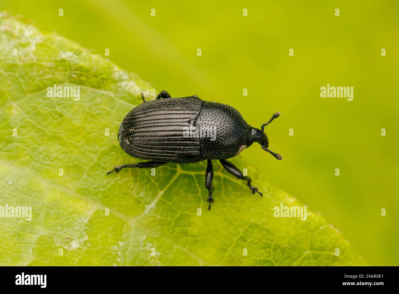 Flower Weevil (Baridina Stock Photo - Alamy