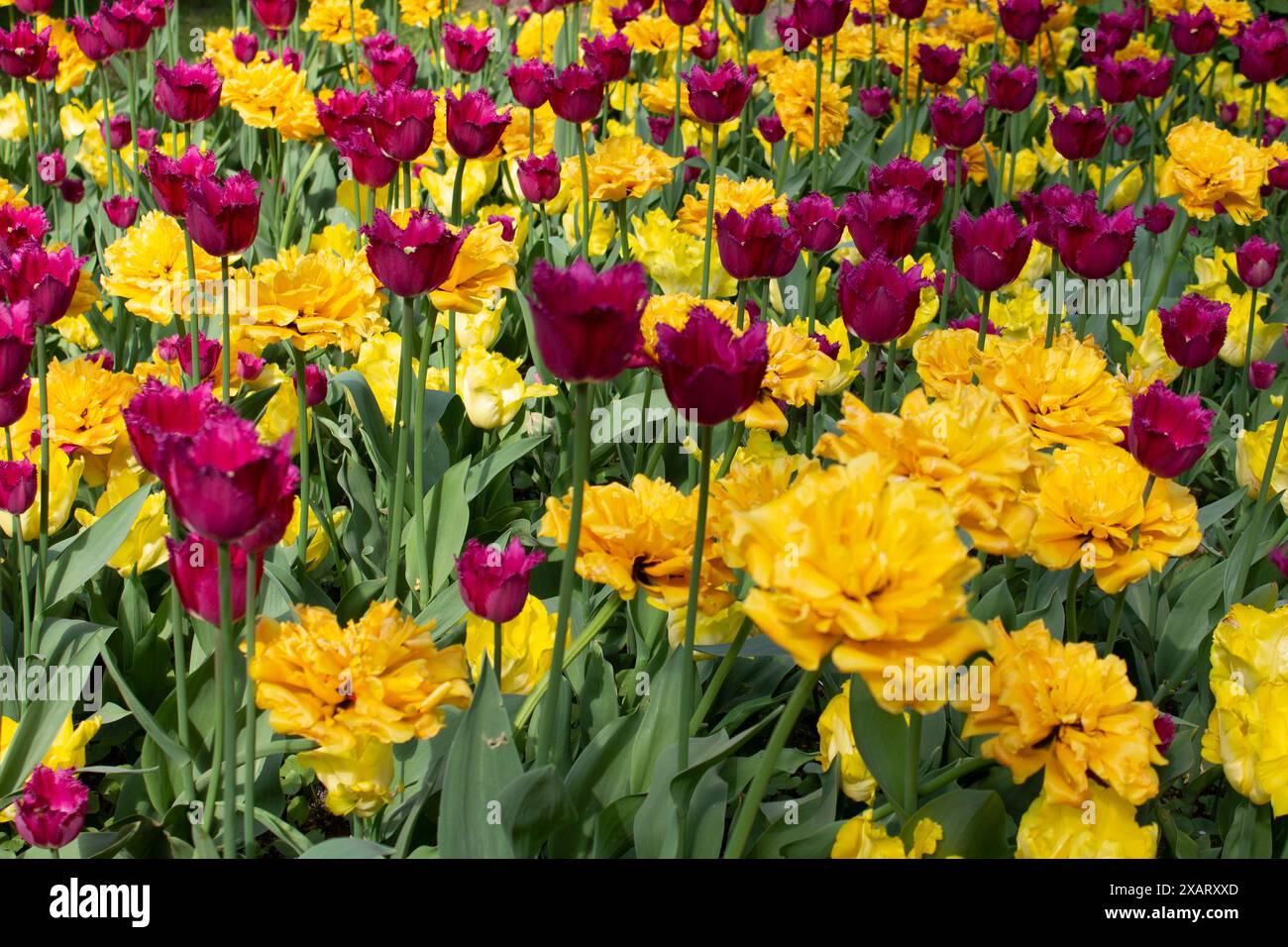 Purple and yellow tulips growing in the park. Flowering tulips in ...