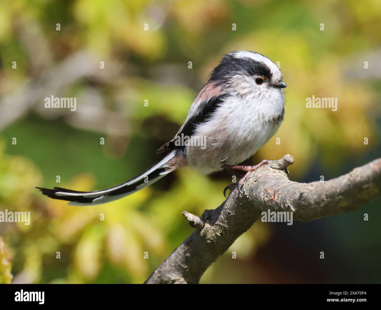 A Long Tailed Tit (Aegithalos caudatus) hanging on a thin Oak Tree ...