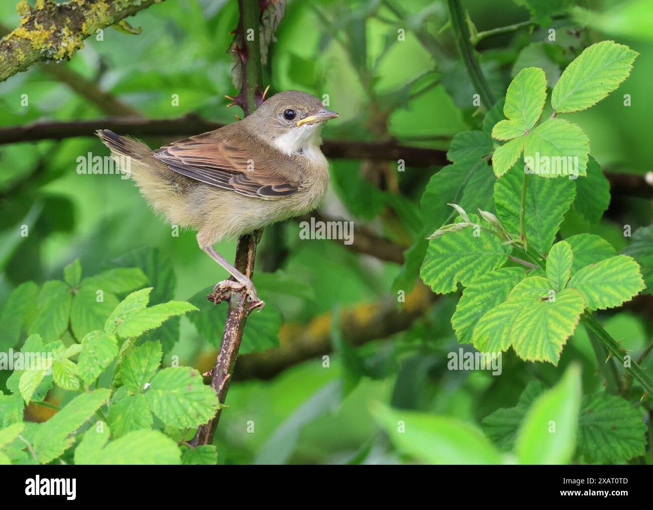 A Common Whitethroat (Curruca communis) in the Cotswold Hills ...