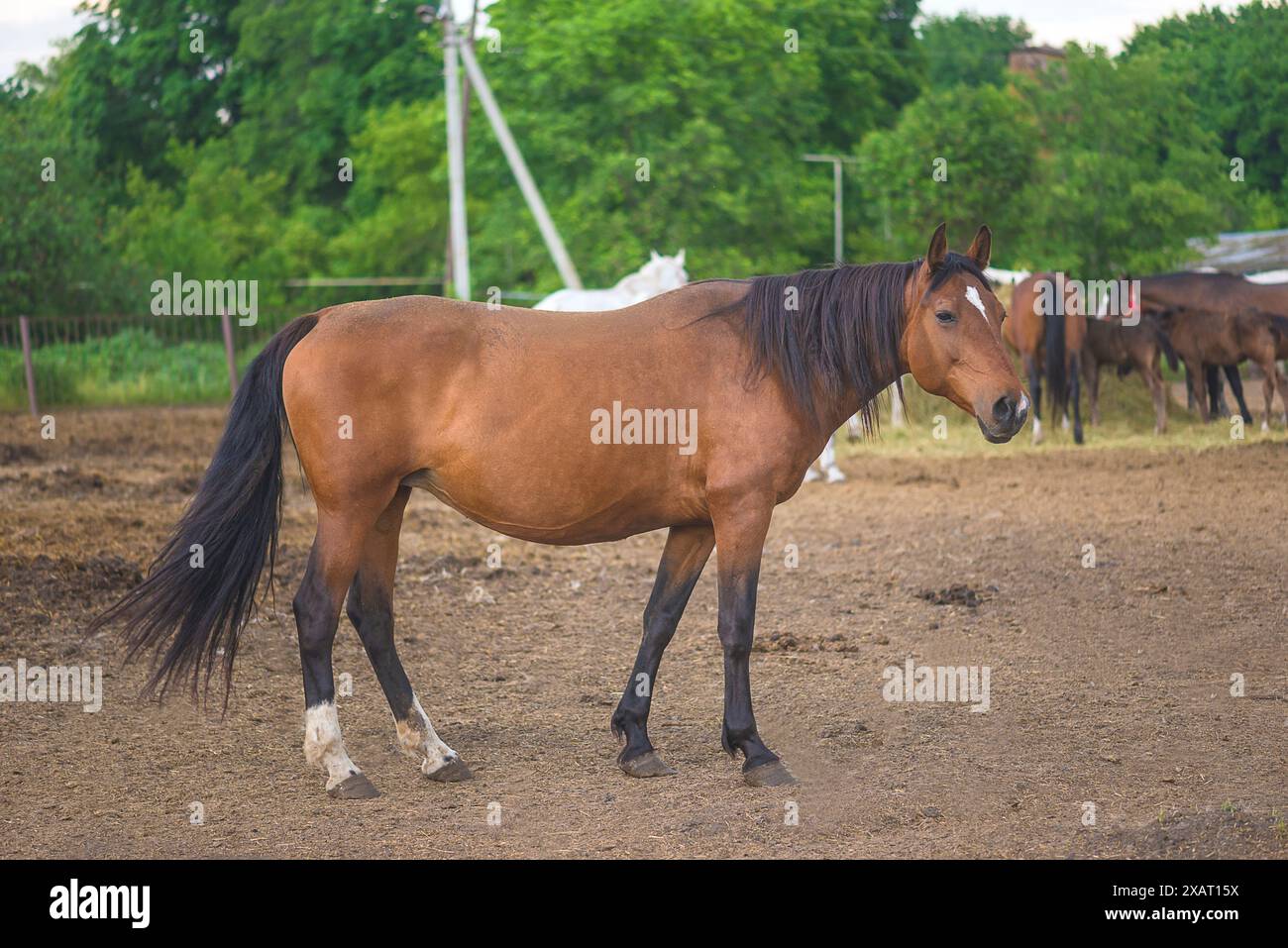 Orlov hi-res stock photography and images - Alamy