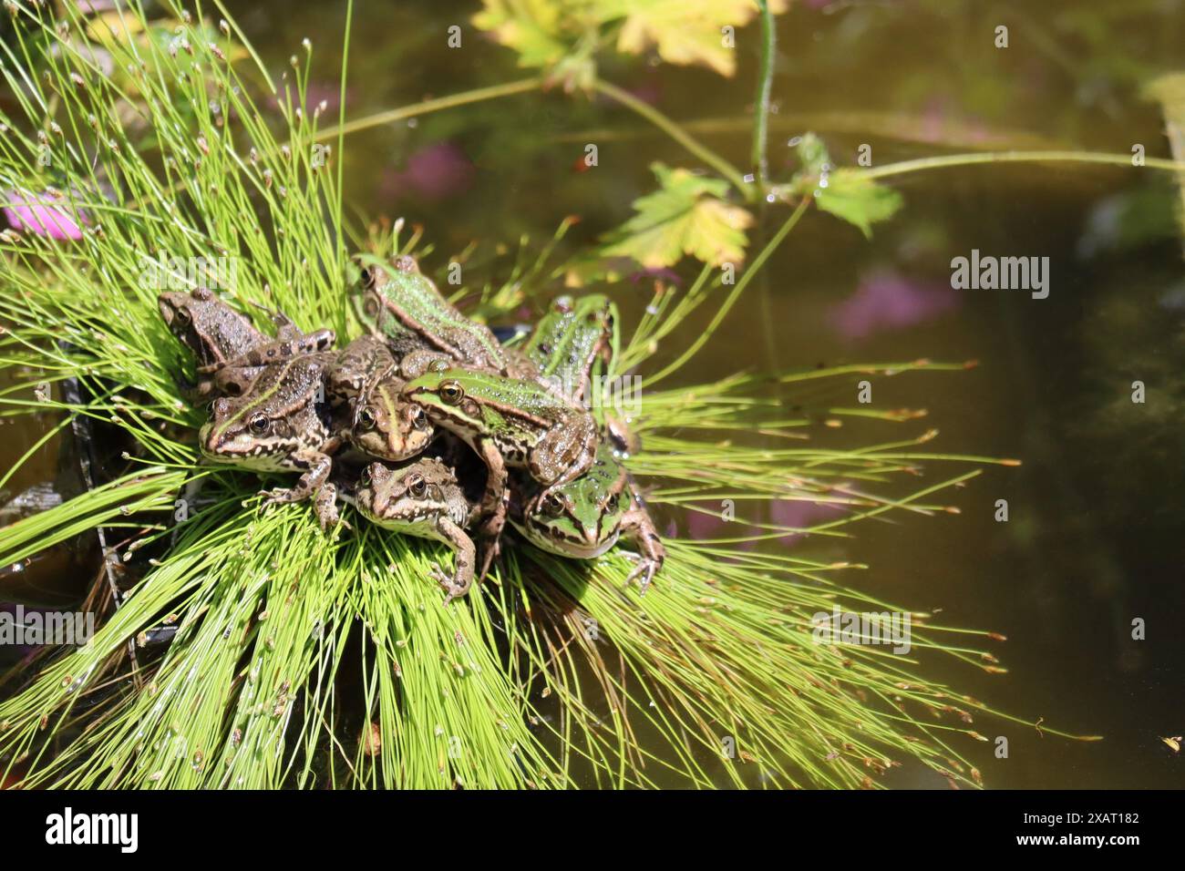 Frog gathering hi-res stock photography and images - Alamy