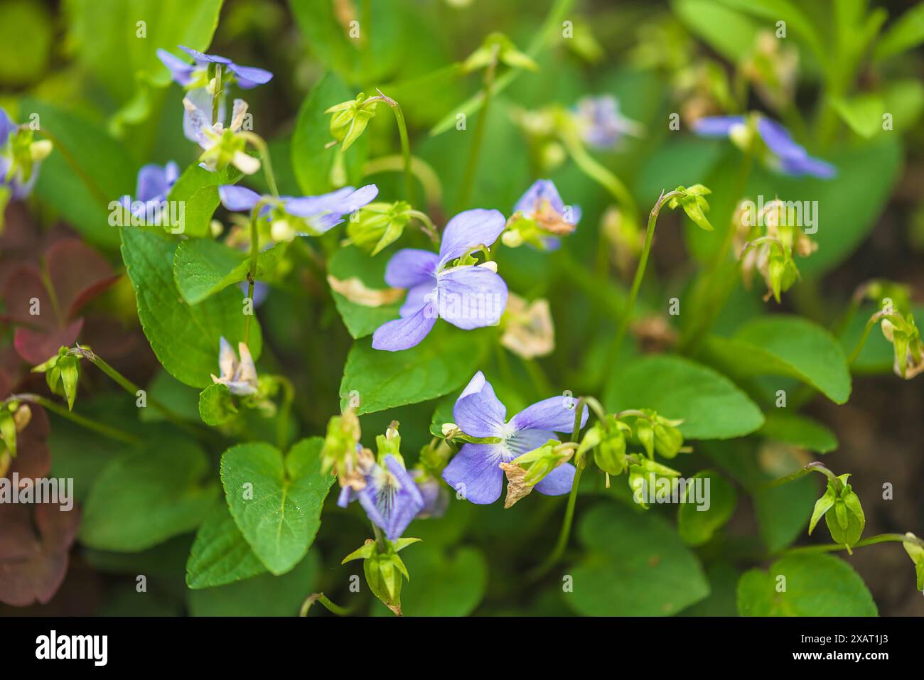 Blooming violets in meadow hi-res stock photography and images - Alamy