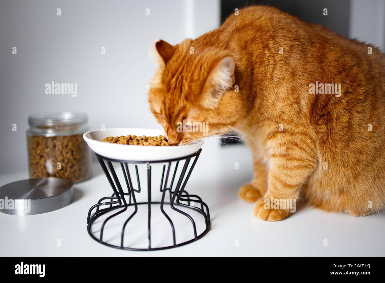 Domestic cat ginger hi-res stock photography and images - Alamy