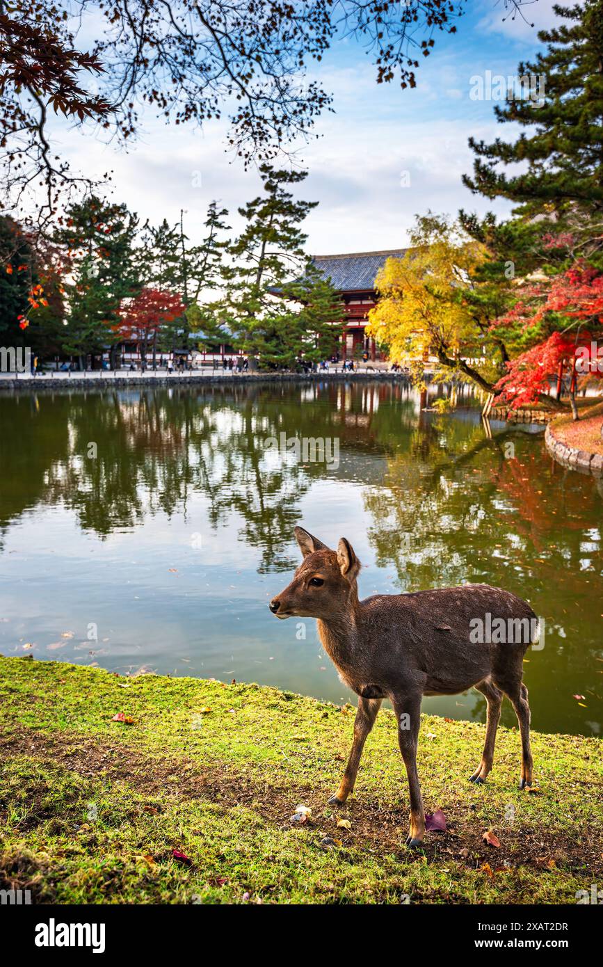 Todai-ji Temple in Nara, Japan with a deer in autumn season Stock Photo ...