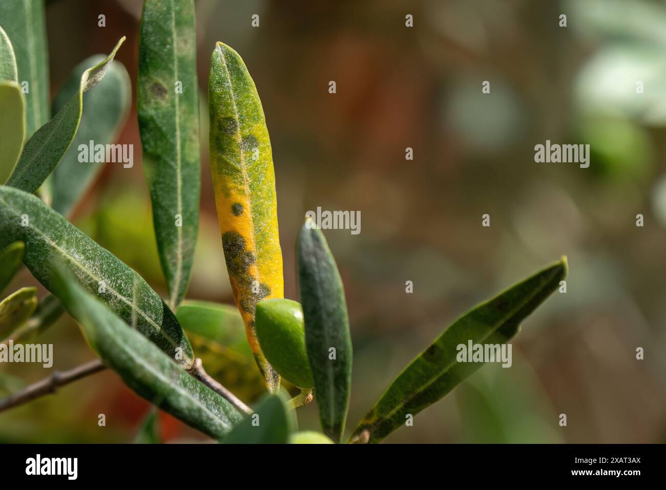 Disease in the olive tree. Olive leaf spot is a fungus with the ...
