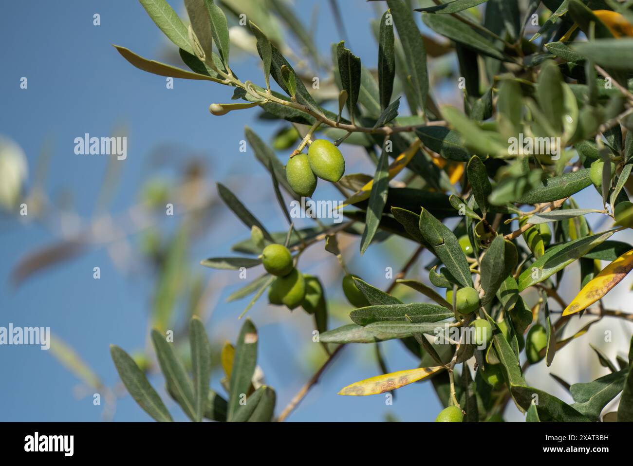 Newly grown olives on an olive tree. Green olives Stock Photo - Alamy